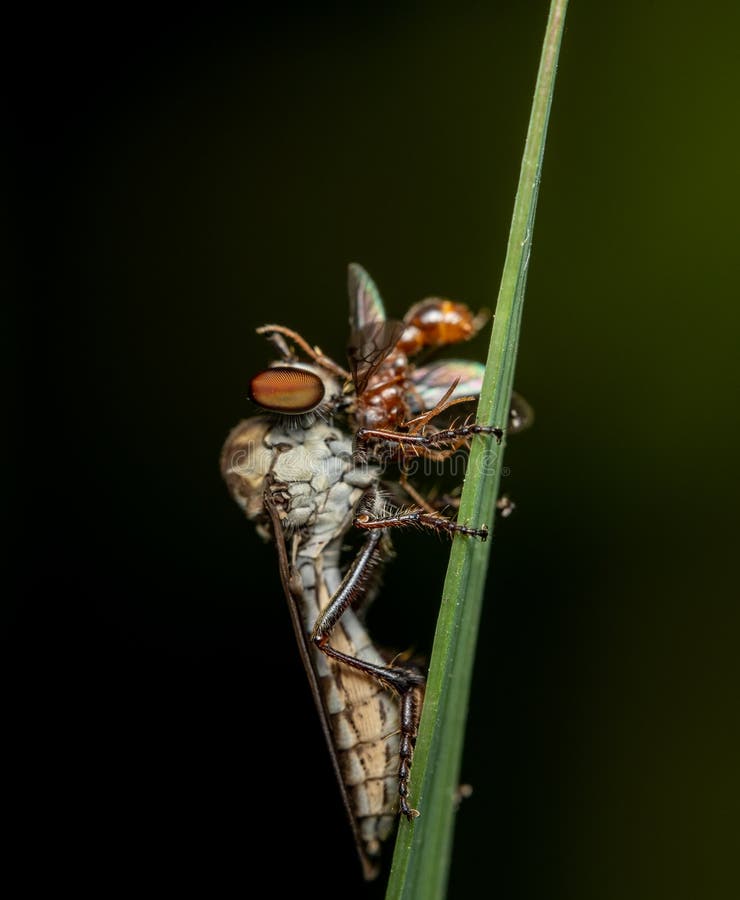 Robber Fly with Insect in Its Jaws Stock Image - Image of predator ...