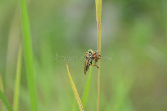 Robber fly insects stock photo. Image of colour, garden - 358564670