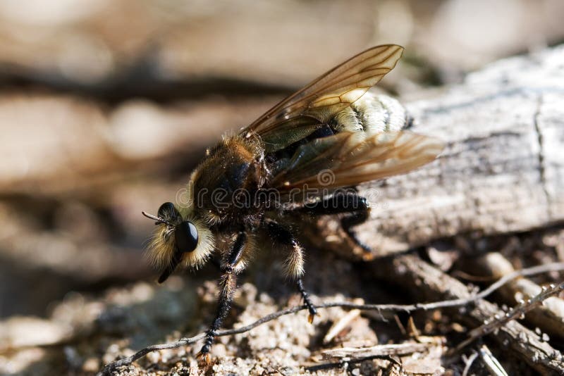 Robber fly stock photo. Image of nature, furry, detail - 188909898