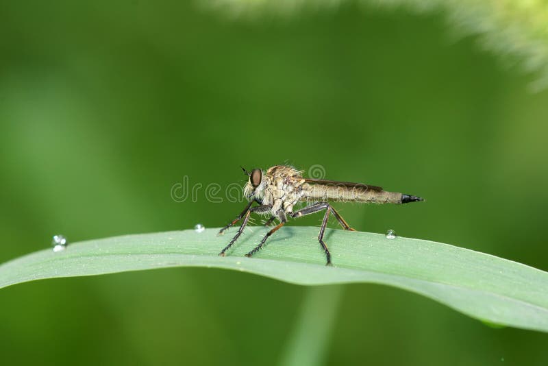 Robber fly stock photo. Image of legs, insects, insect - 33184206