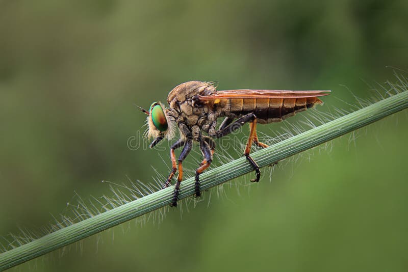 Robber Fly stock photo. Image of robber, field, insect - 167551336