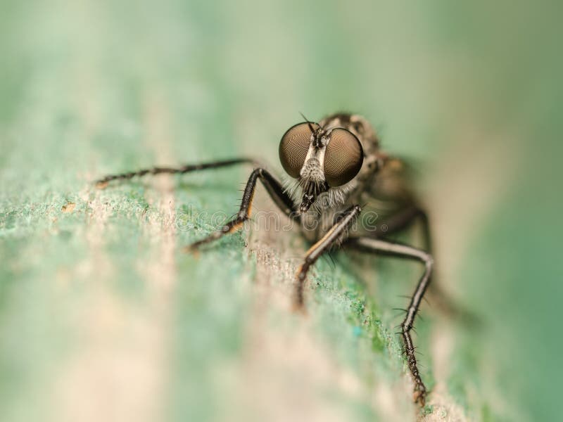 Robber Fly Macro stock photo. Image of green, robberfly - 31910718