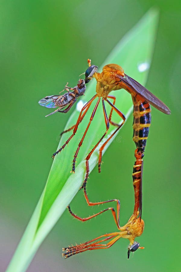 Mating Robber Flies. Extreme Close-up Stock Image - Image of hexapoda ...