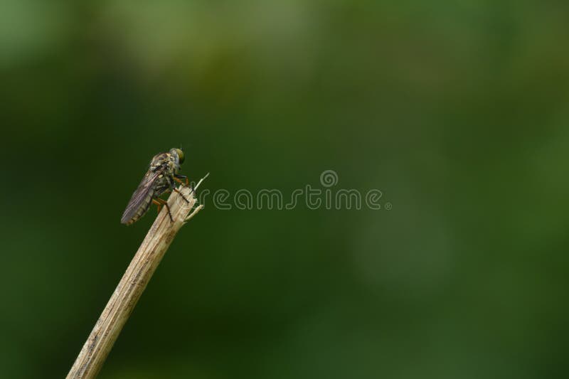Robber Fly Over the Branches Stock Photo - Image of color, natural ...