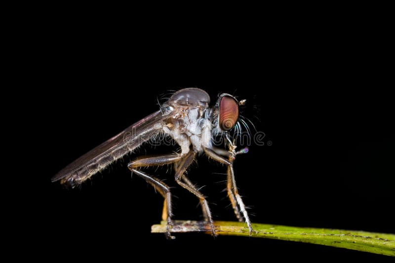 Robber fly with green eyes stock photo. Image of mugshot - 9819116