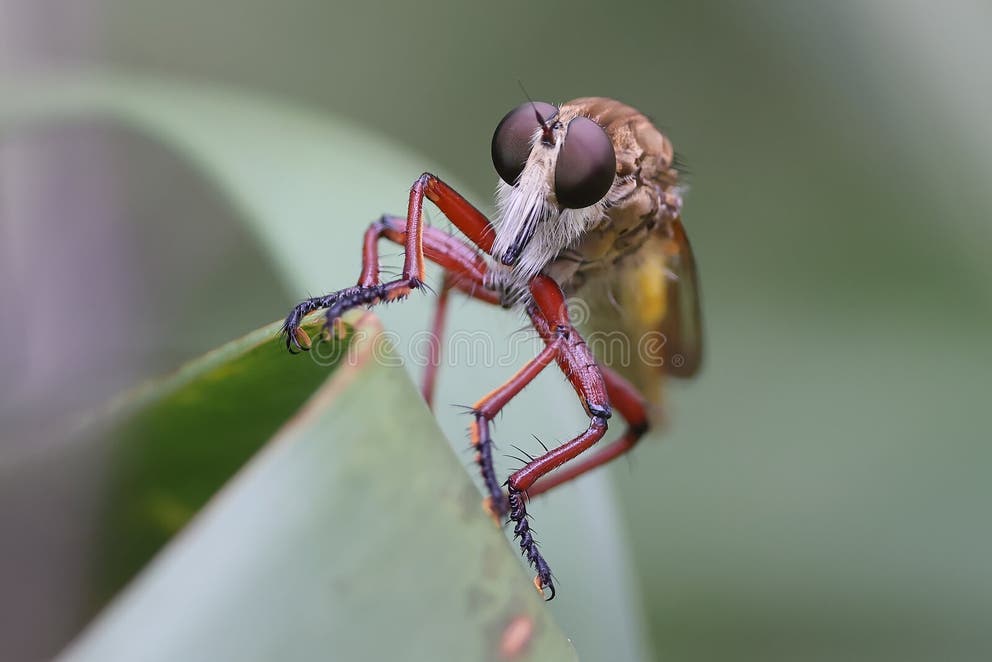 Robber Fly stock image. Image of insect, predator, robber - 265717359