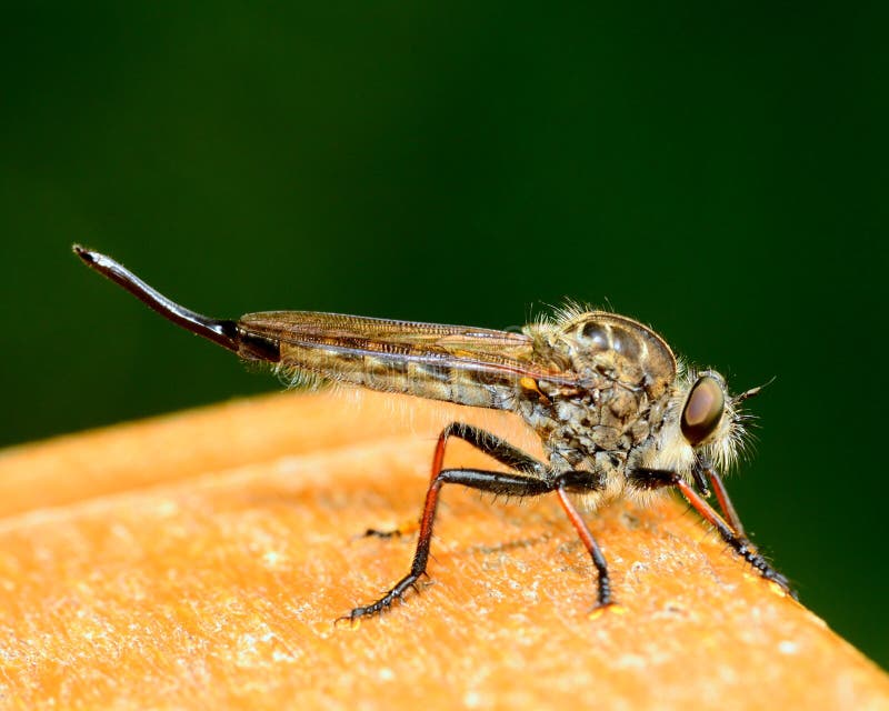 Robber Fly stock image. Image of robber, outdoor, predator - 32575307