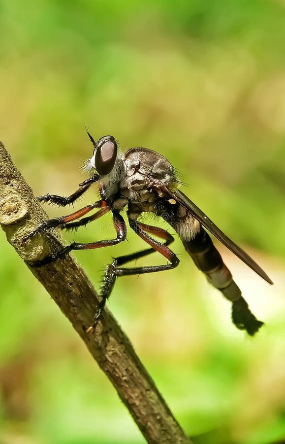 Robber Fly the Predator stock image. Image of robber - 149064545