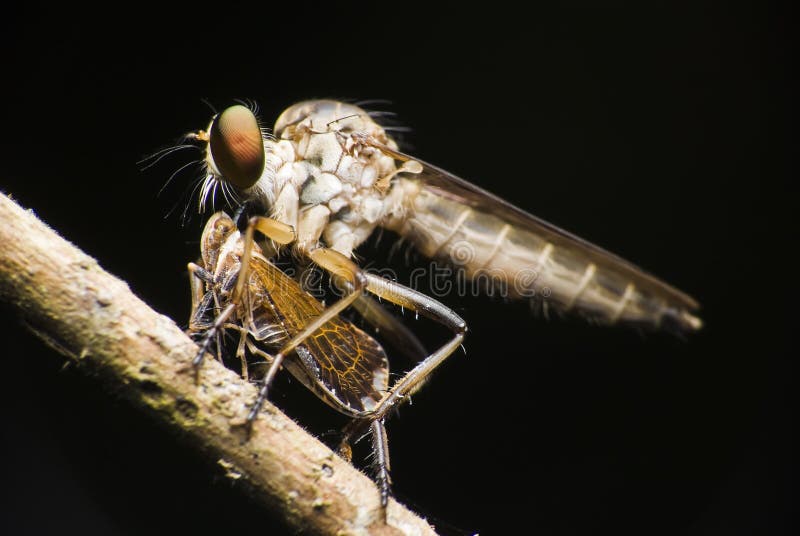 Robber fly in the green 3 stock image. Image of insect - 35214153