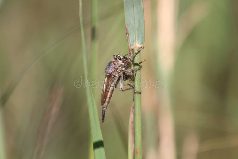 Robber Fly stock photo. Image of wildlife, black, wing - 78170516
