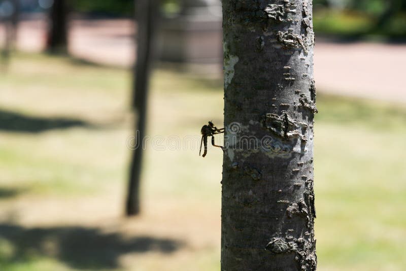 Robber Fly Preying on a Bee in the Shade of a Tree Stock Photo - Image ...
