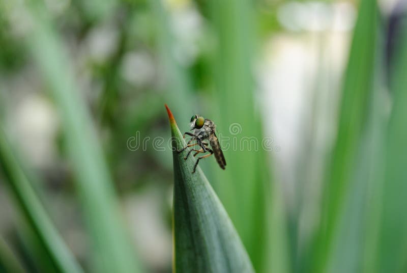 Promachus Yesonicus. Diptera Asilidae Insect Stock Image - Image of ...