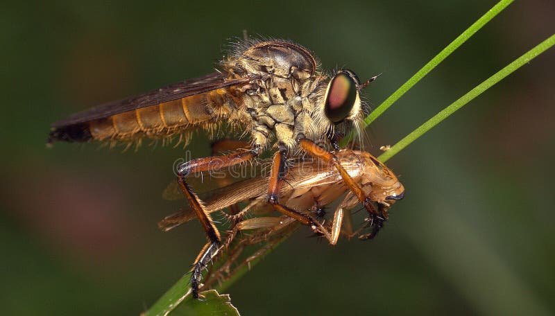 Robber fly stock photo. Image of street, arrowhead, line - 103373492