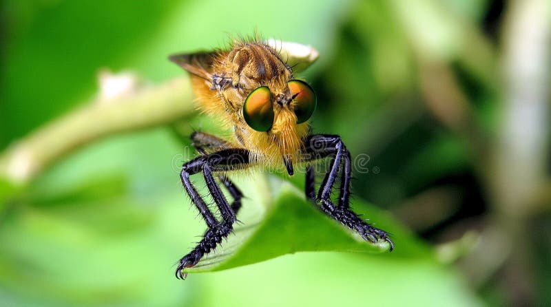 Robber fly in sharp view stock photo. Image of beautiful - 121480898