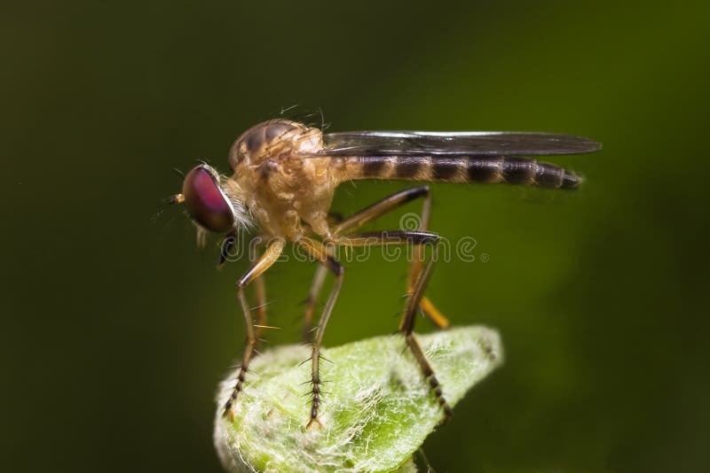 Robber fly side view stock image. Image of wing, wildlife - 7966389