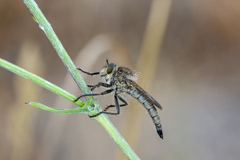 Machimus Rusticus Stock Photos - Free & Royalty-Free Stock Photos from ...