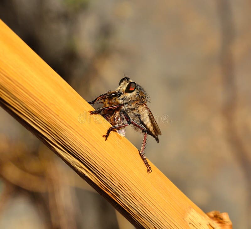 Robber Fly with a Small Bee Under Its Powerful Stinger Stock Photo ...