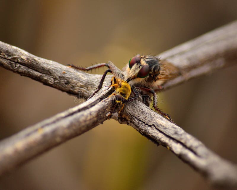 Robber Fly and Small Trapped Bee Stock Image - Image of kingdom ...