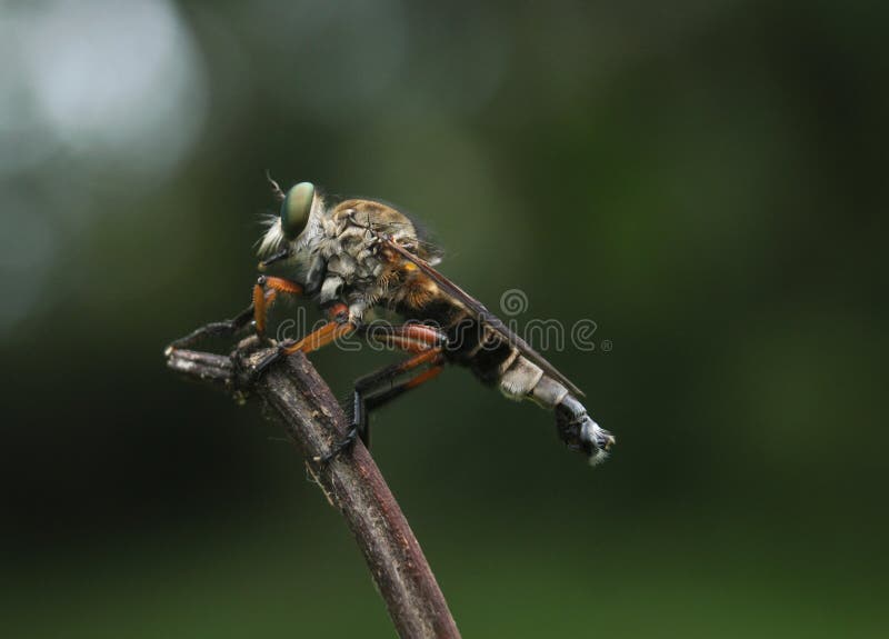 Robber fly stock photo. Image of macro, nature, robber - 102438938