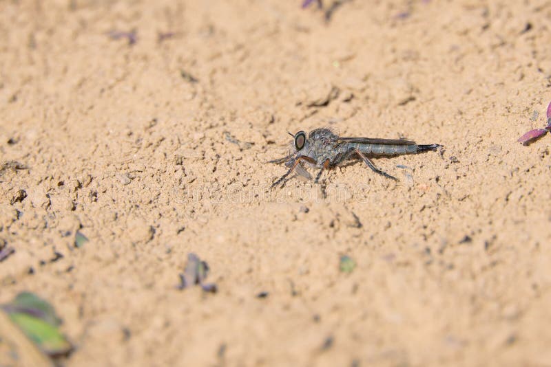 Robber fly stock photo. Image of flies, wildlife, nature - 242516956