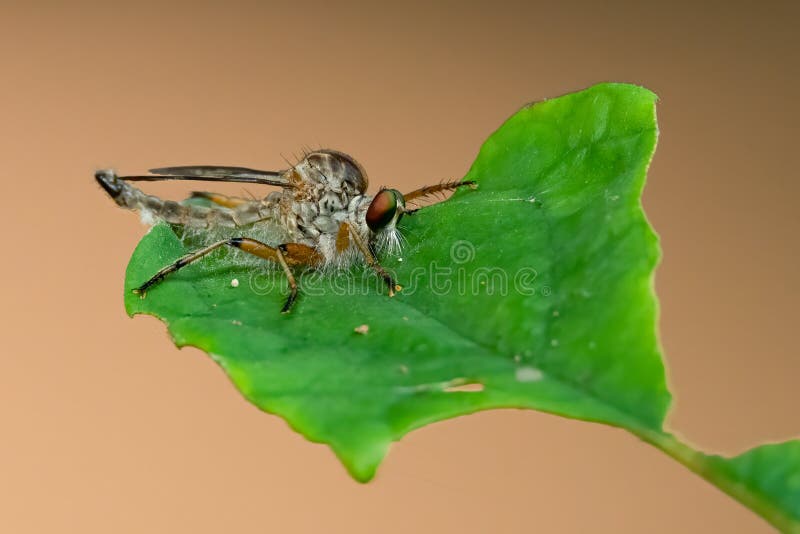 Robber Fly is Trapped in Spider Web Stock Photo - Image of predatory ...