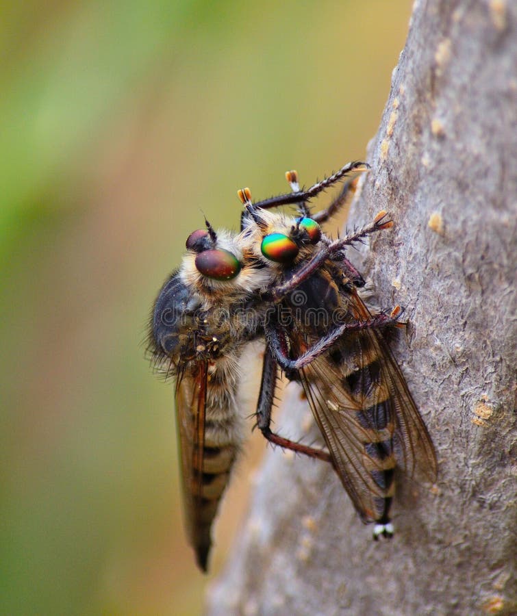 Robber Fly Trapping Other Robber Fly Stock Photo - Image of instinct ...