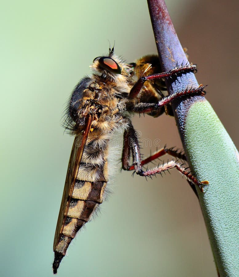 Robber Fly Trapping a Small Bee Stock Photo - Image of kingdom, habitat ...