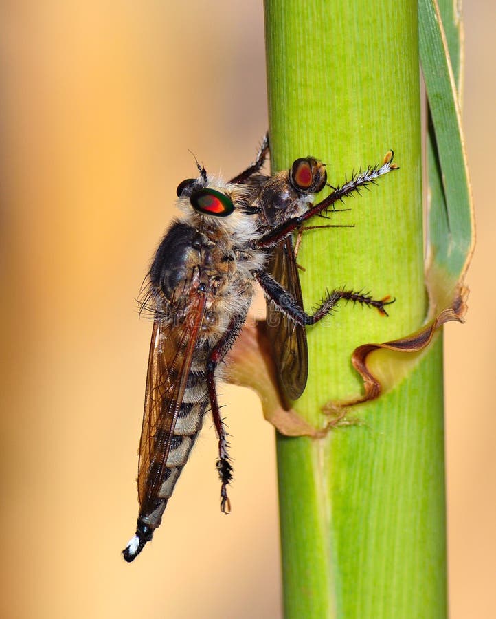 Robber Fly Trapping a Small Insect Stock Photo - Image of habits ...