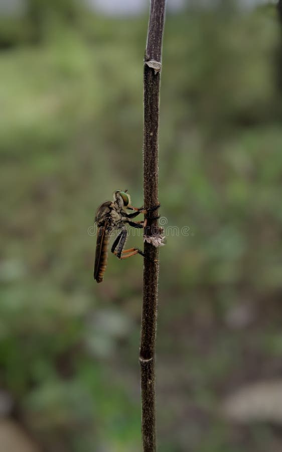 Robber Fly on the tree stock photo. Image of green, insect - 248446822