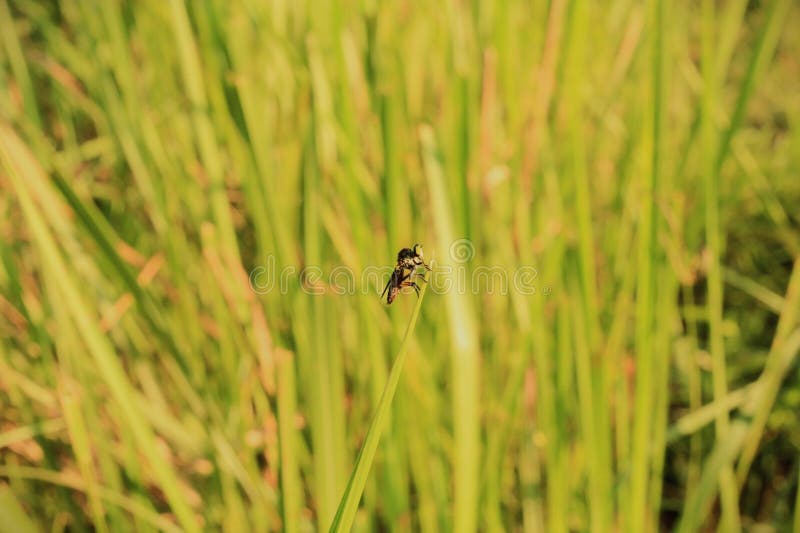 Robber Insect at the Edge of Paddy Leaf Stock Photo - Image of flower ...