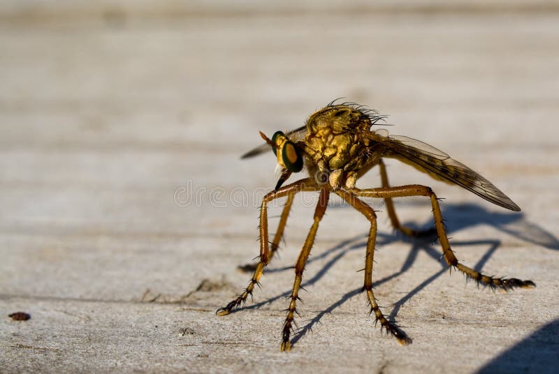 Robberfly stock image. Image of insect, large, wings - 20250729