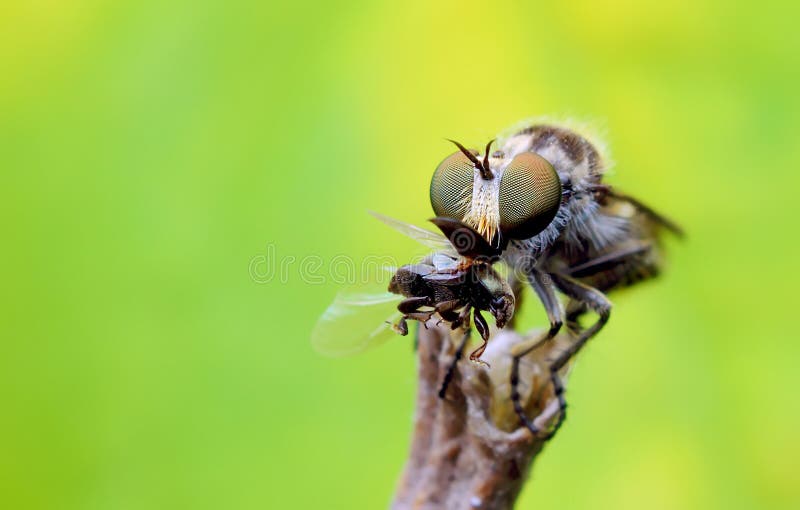 Robberfly stock photo. Image of portrait, food, wild - 28409496