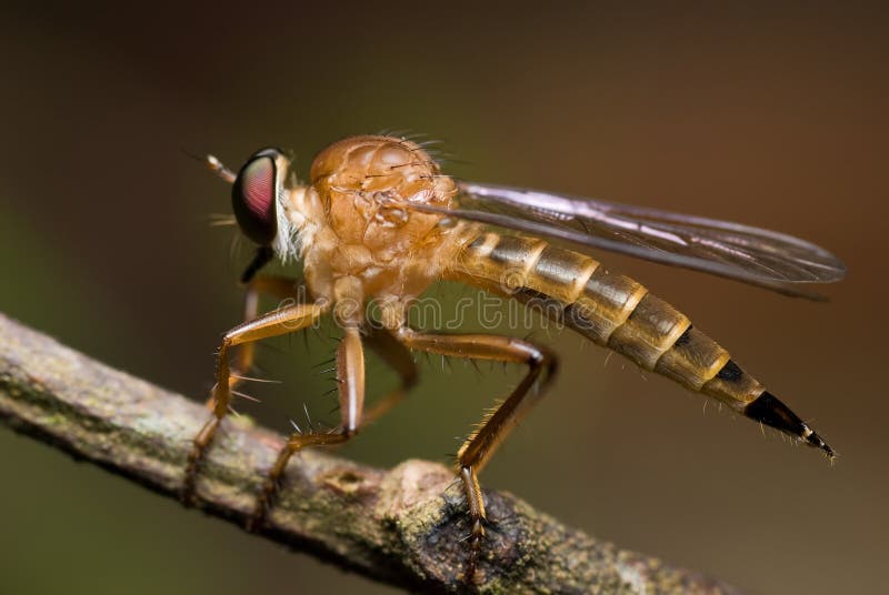 Robberfly stock photo. Image of green, park, foliage, wing - 6967748
