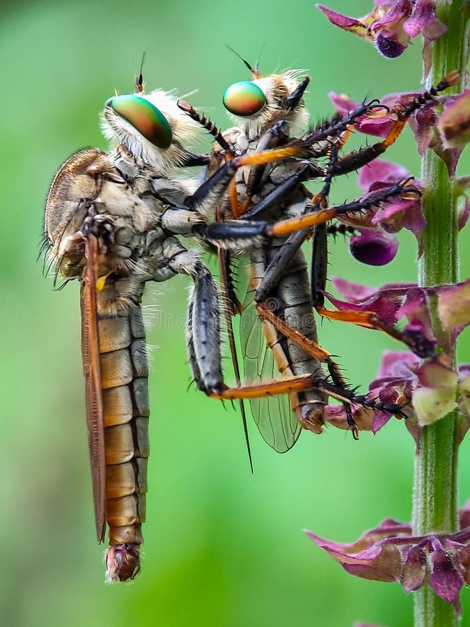 Robberfly Asilidae Predator Versus Robberfly on Branch Stock Image ...