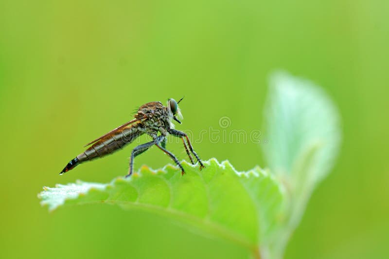 Robberfly,asilidae,assassin Flies Stock Image - Image of nature ...