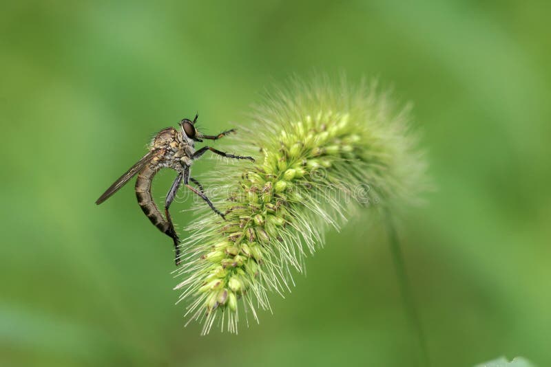 Robberfly stock image. Image of close, natural, insect - 33184197