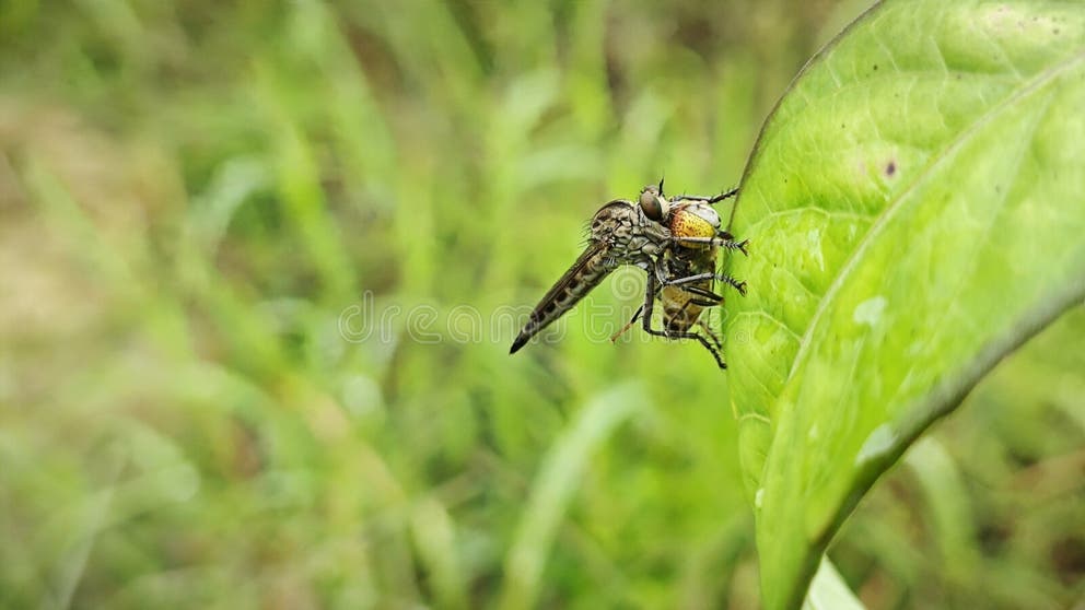 Robberfly Caught the Common Lagoon Fly in Its Proboscis Stock Photo ...