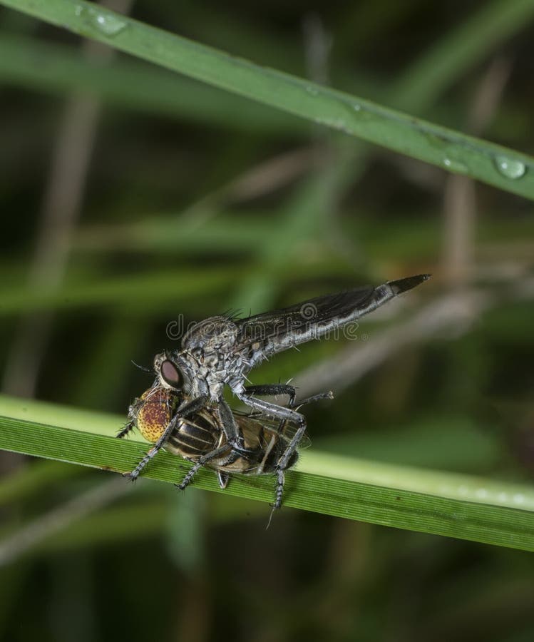 Robberfly Caught the Common Lagoon Fly in Its Proboscis Stock Photo ...