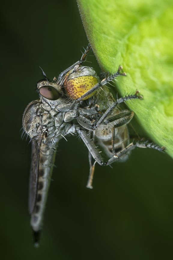Robberfly Caught the Common Lagoon Fly in Its Proboscis Stock Image ...