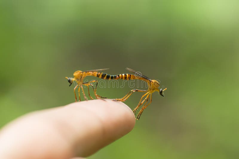 Robberfly Diogmite Stock Photos - Free & Royalty-Free Stock Photos from ...
