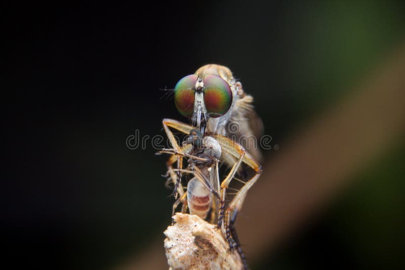 Robberfly stock photo. Image of supermacro, prey, macro - 59269658