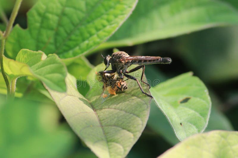 Robberfly Fasting Insect Predator Fly Stock Image - Image of predator ...
