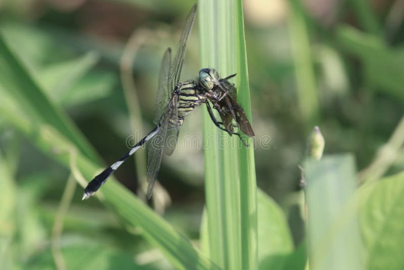 Robberfly Fasting Insect Predator Fly Stock Photo - Image of insect ...