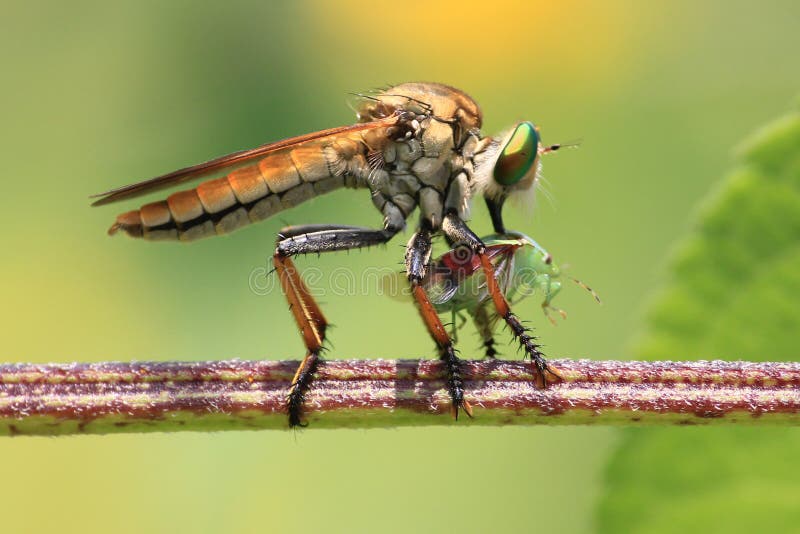 Robberfly Insect Predator Eating Canibal Stock Image - Image of eating ...