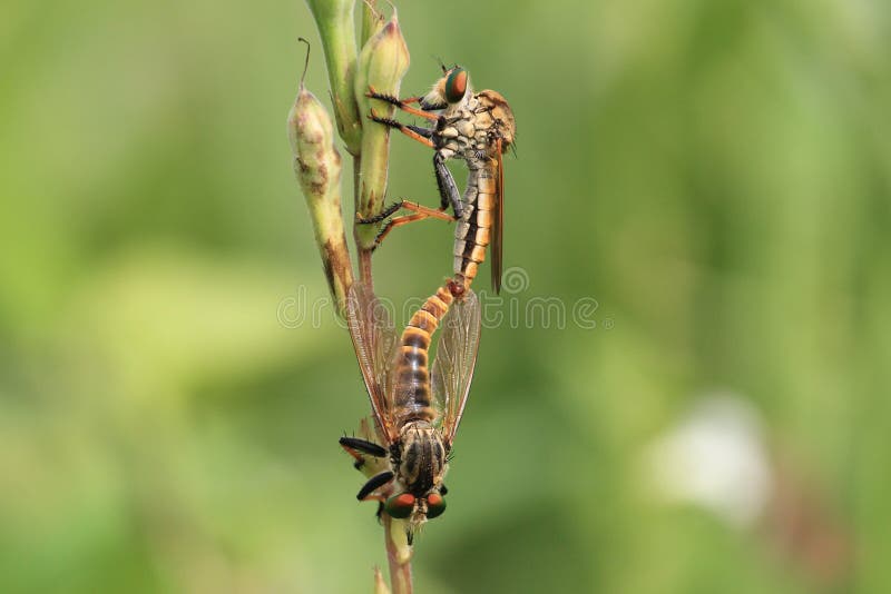 Robberfly Insects are Mating on Leaf Stock Photo - Image of leaf ...