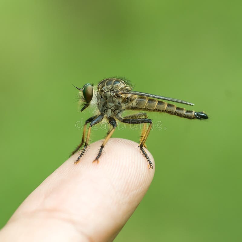 Robberfly Jambrong Kw Stock Photos - Free & Royalty-Free Stock Photos ...