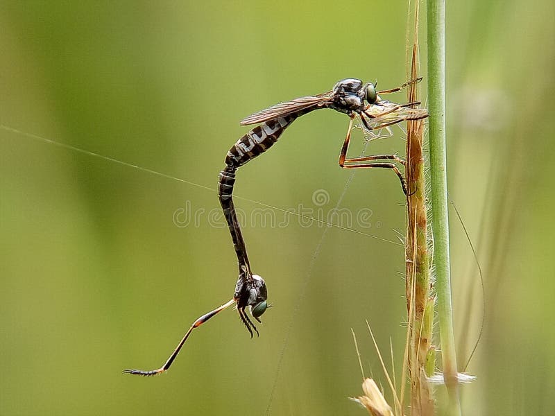 Robberfly Mating and Eating Pray in the Grass Stock Photo - Image of ...
