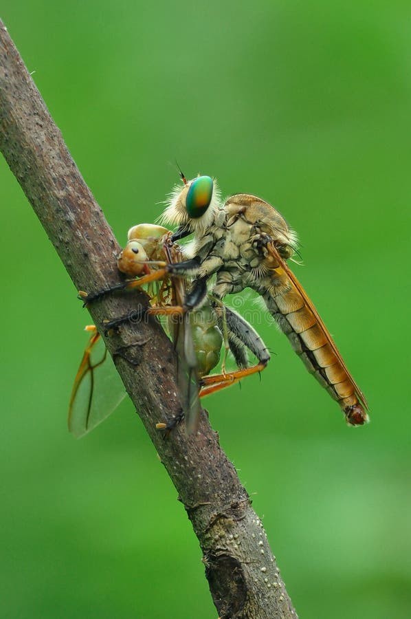 Robberfly Perched on Wood while Preying on Insects Stock Image - Image ...