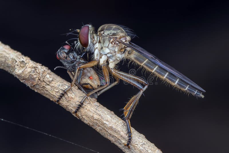 Robberfly with Prey in Close Up Photo Stock Image - Image of garden ...