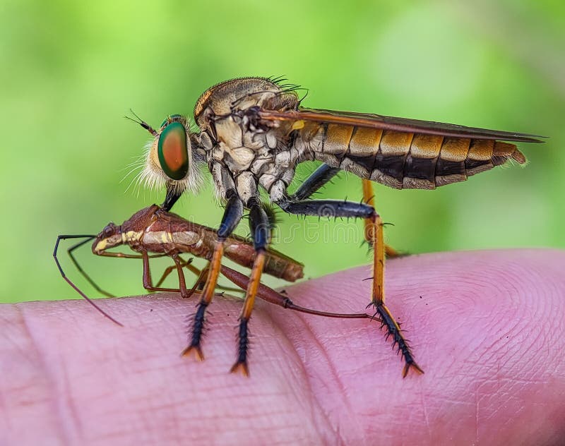 Robberfly with Prey on the Finger Stock Photo - Image of insect ...